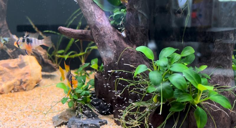 AquaSnap - AI-Powered Aquarium Analysis & Species Identification