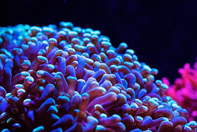 Saltwater Coral Identification